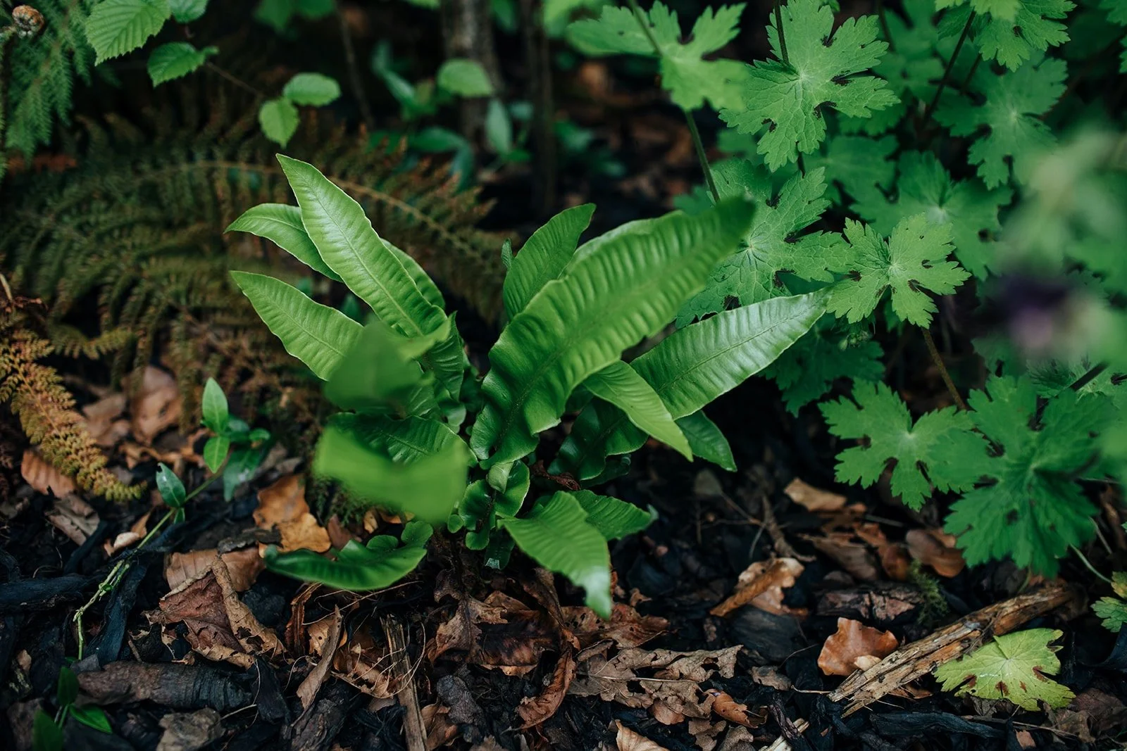 Plant guide : Asplenium scolopendrium — Victoria Wade