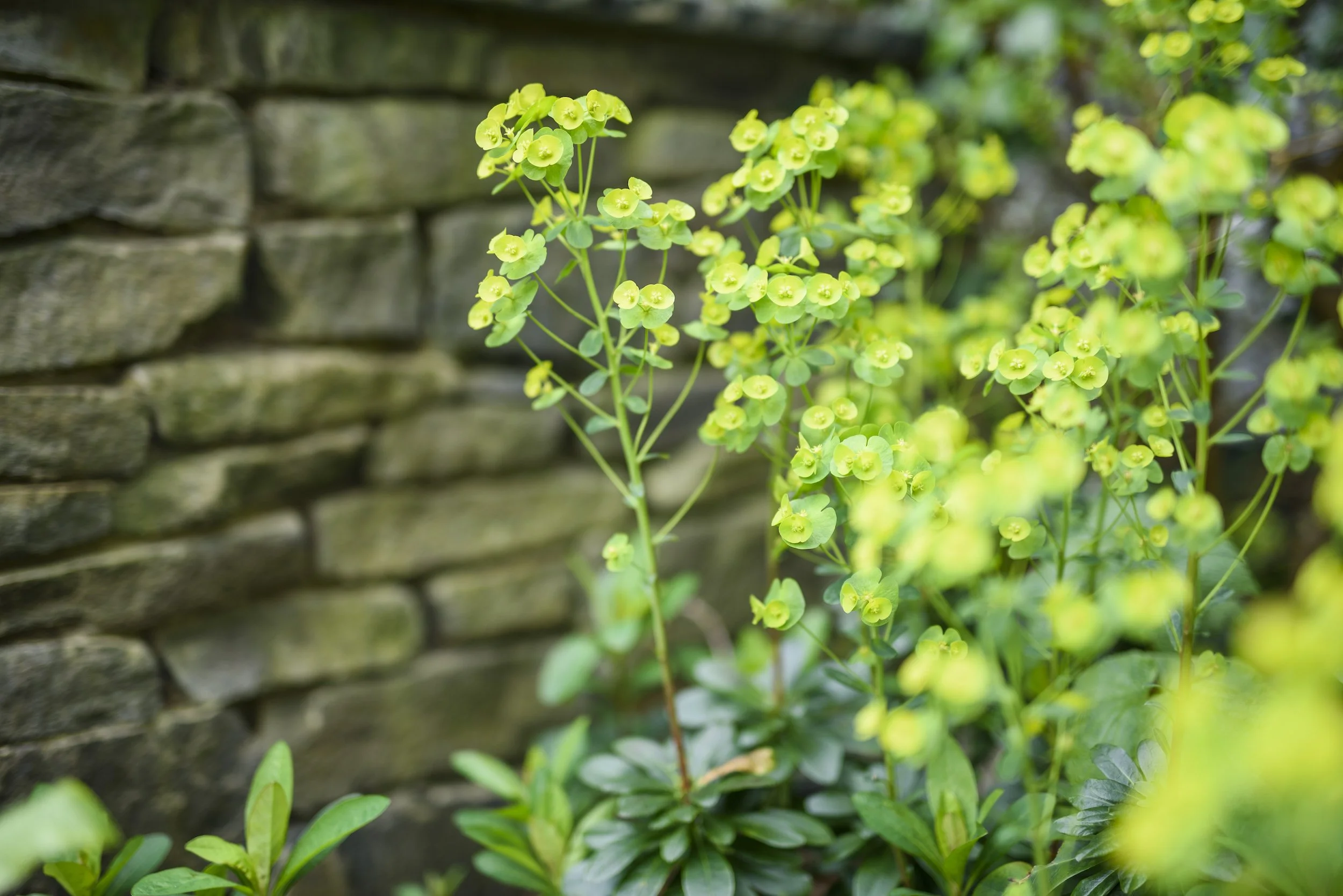 Plant Guide: Euphorbia — Victoria Wade