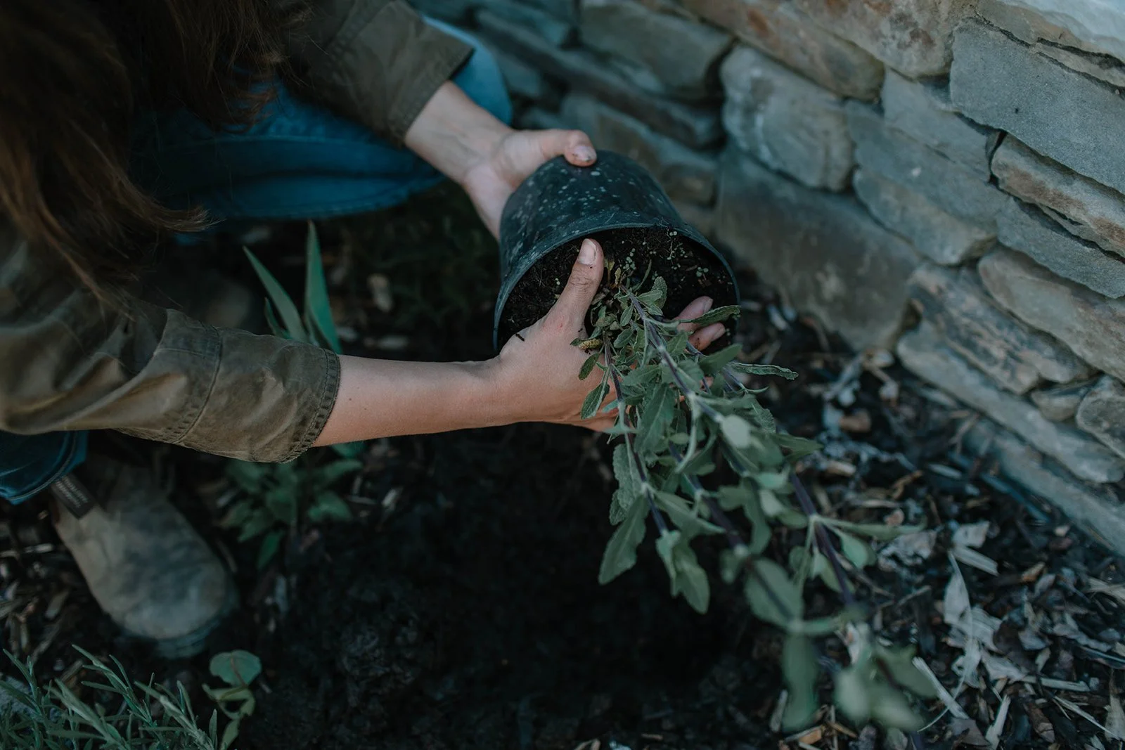 How to: plant out container grown plants — Victoria Wade
