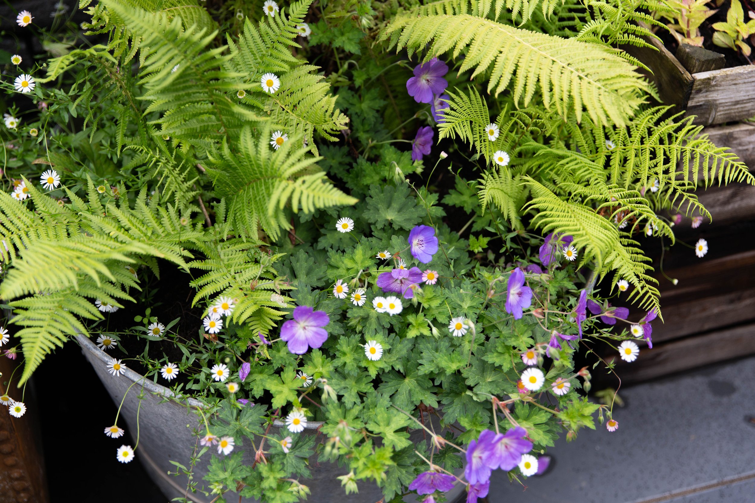 Plant Guide: Ferns — Victoria Wade