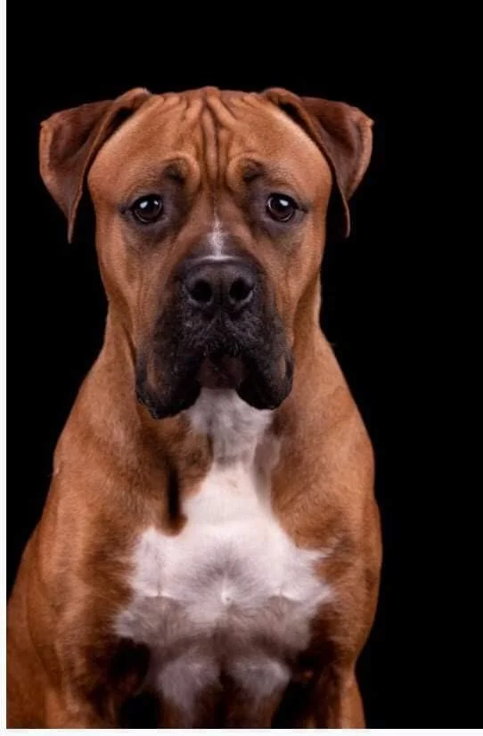 Trevor — Breeds In Need UK
