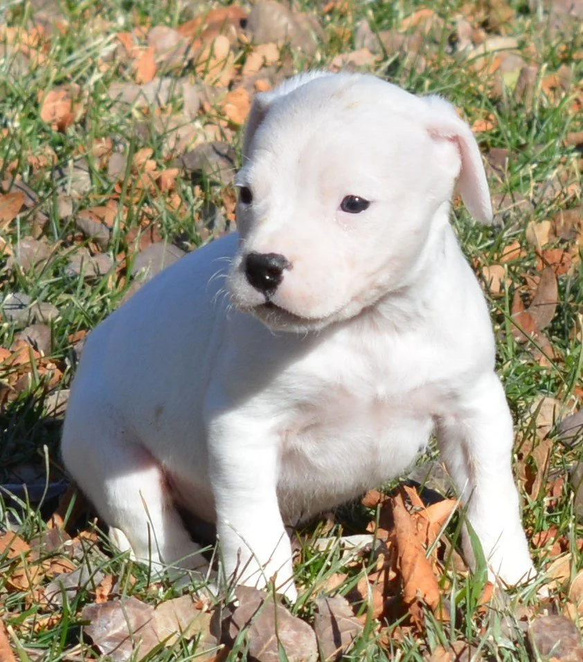 Available Puppies — Caballero Dogo Argentine Mastiffs