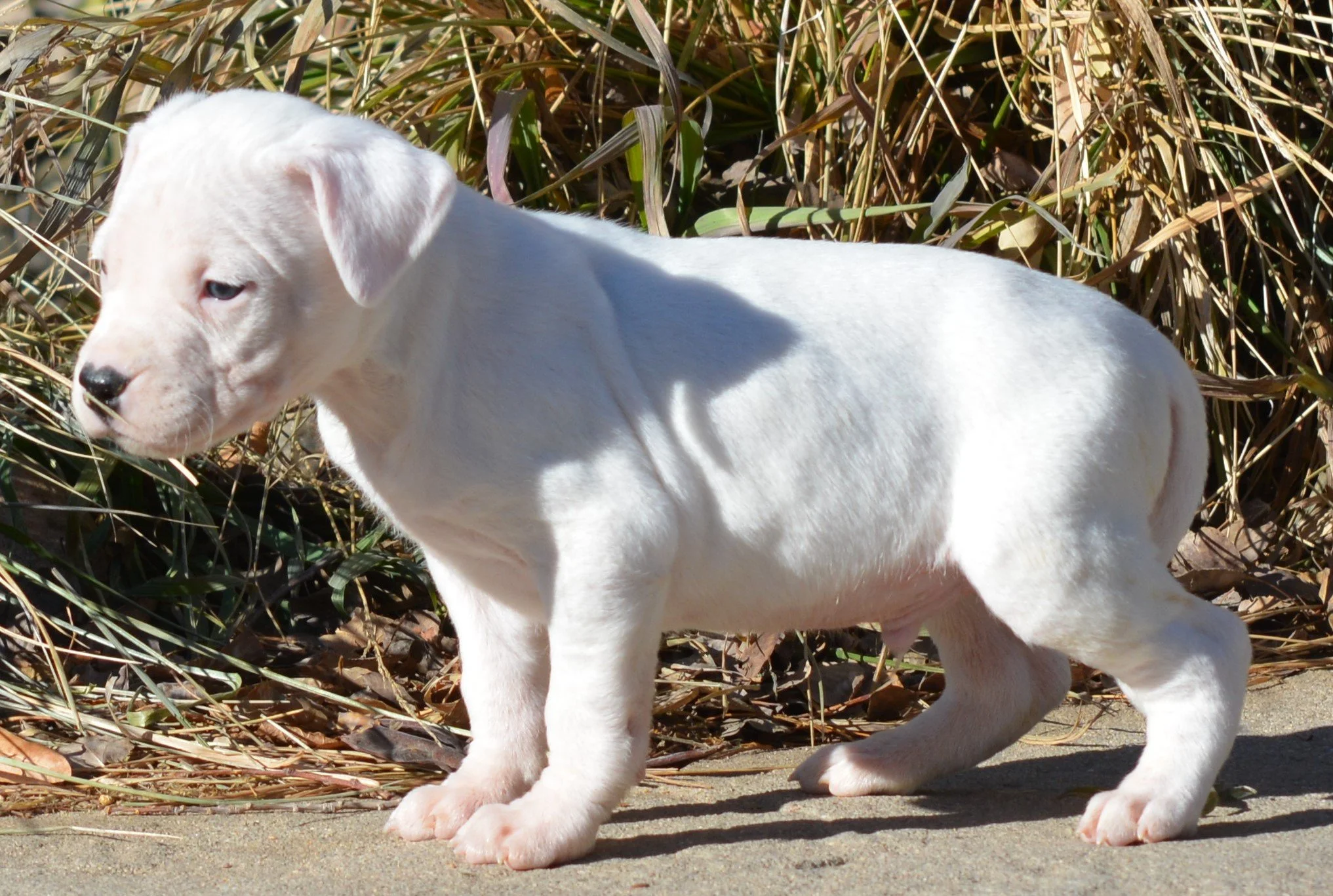 Available Puppies — Caballero Dogo Argentine Mastiffs