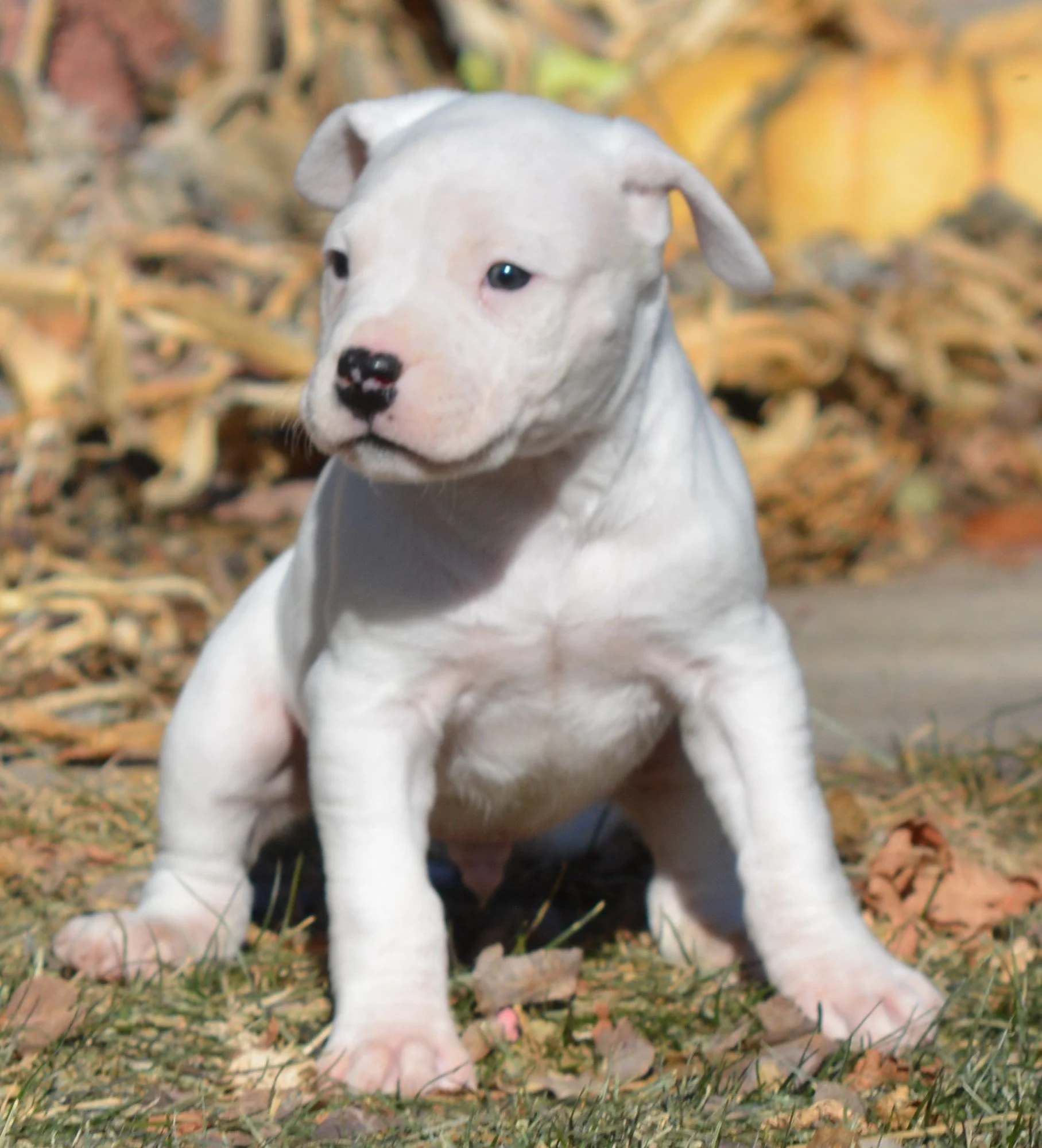 Available Puppies — Caballero Dogo Argentine Mastiffs