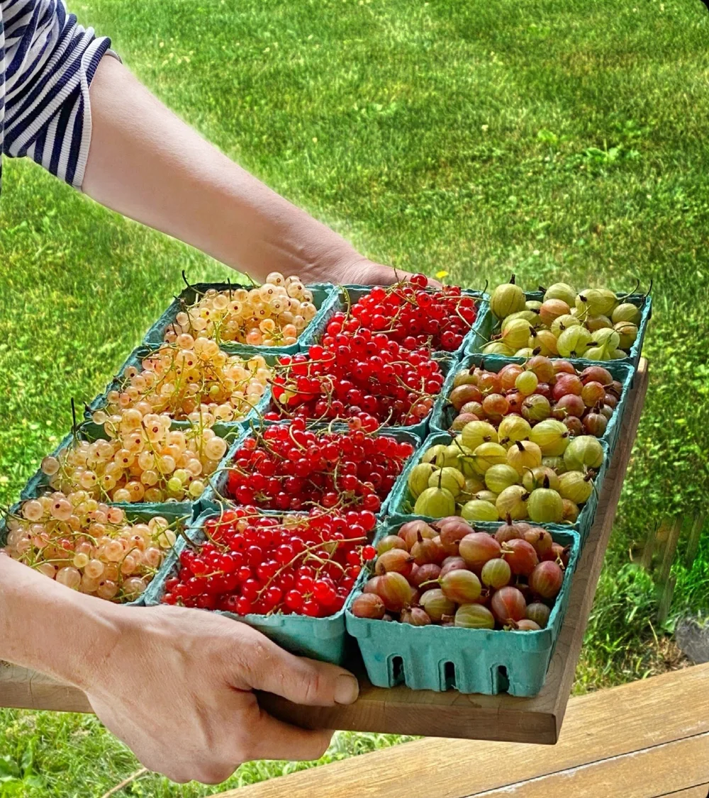 CSA: NY flower CSA from the Hudson Valley | Six Dutchess Farm