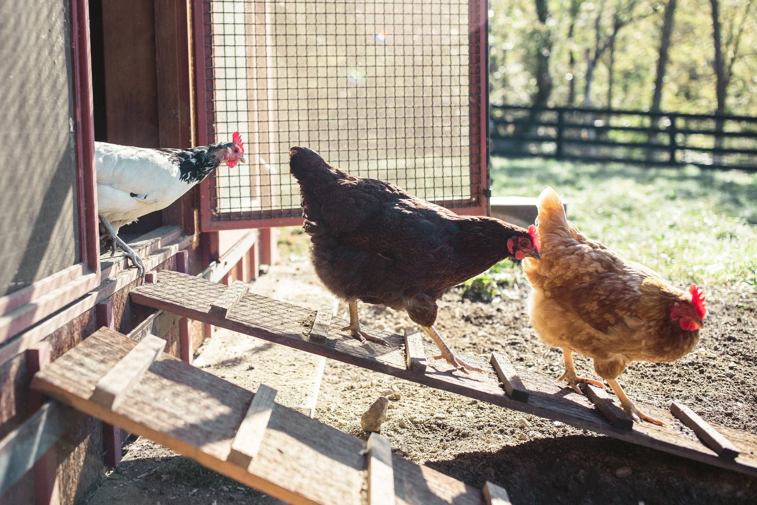 Food: Dutchess County Farm honey, edible flowers and mushrooms | Six ...