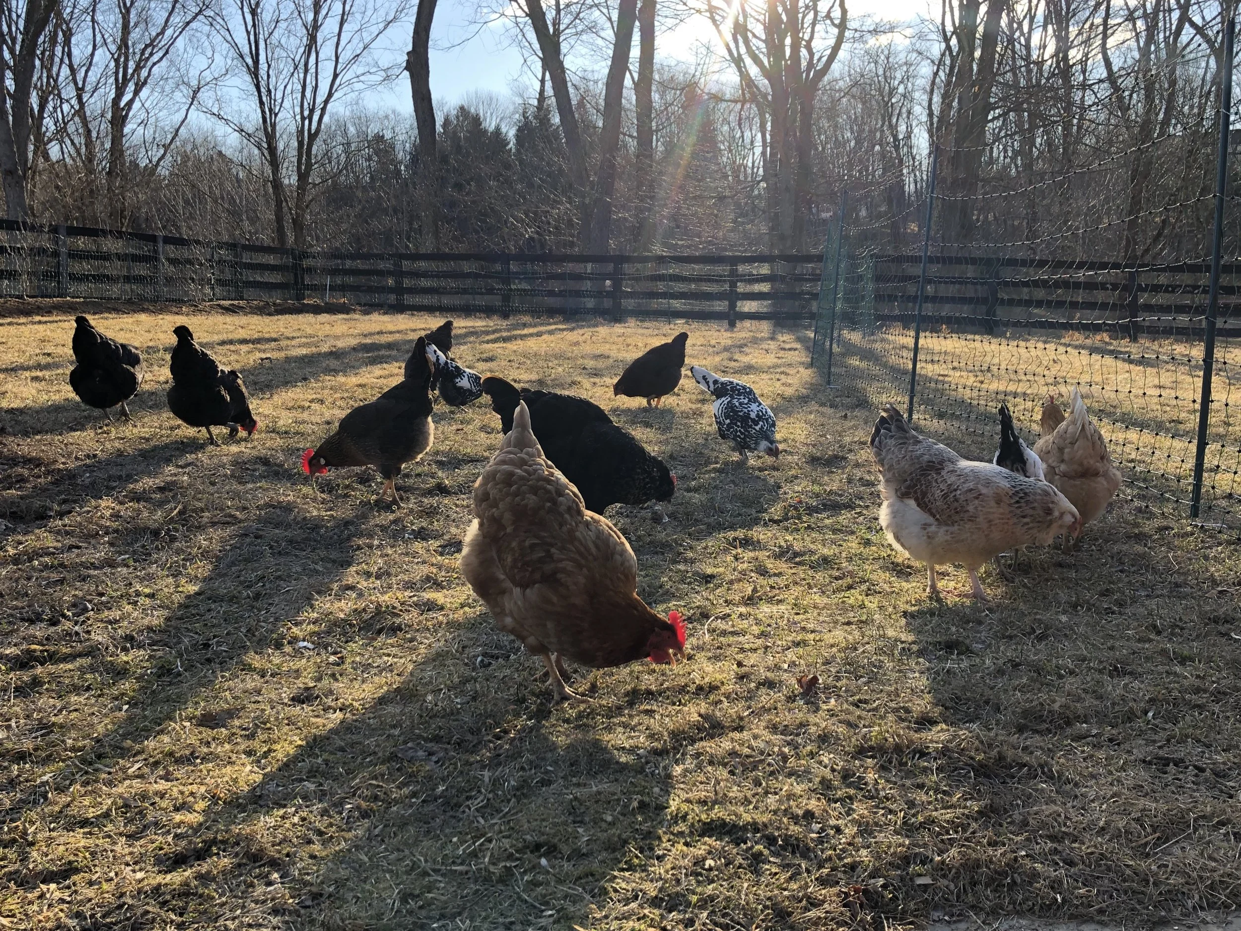 Food: Dutchess County Farm honey, edible flowers and mushrooms | Six ...