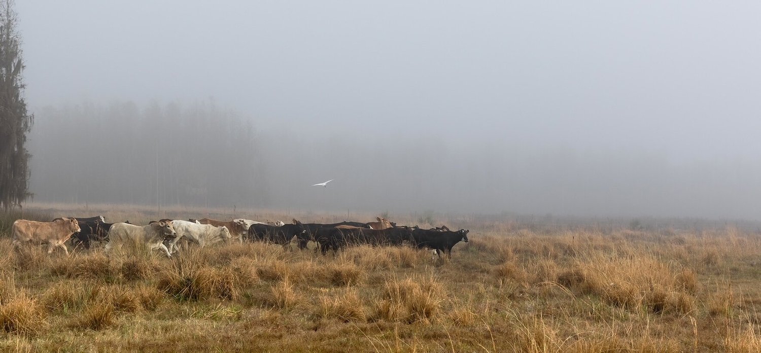 St. Pete Meat & Provisions