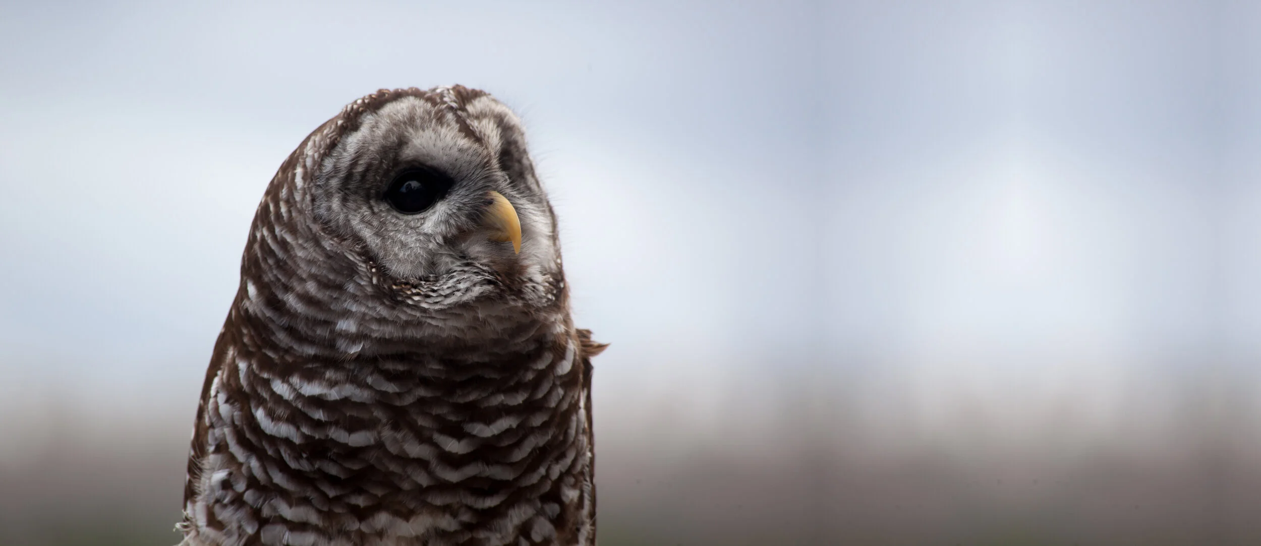 Raptor Center of Tampa Bay