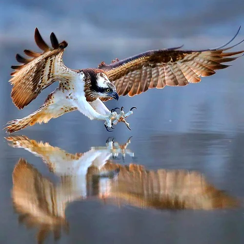 About Raptors - Who's In Florida? | Raptor Center of Tampa Bay — Raptor ...
