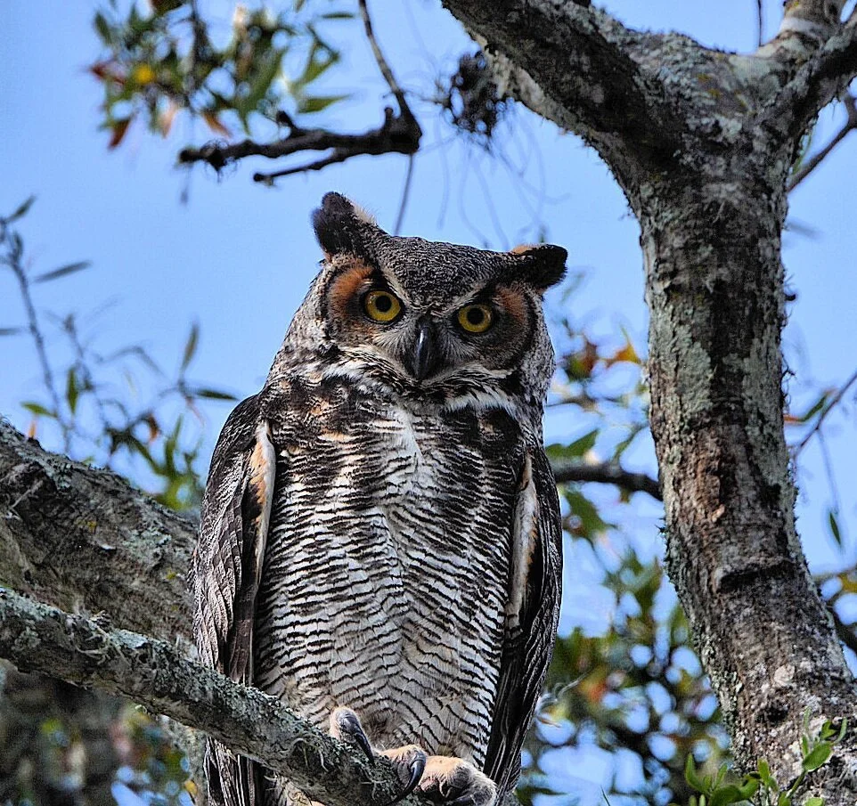 About Raptors - Who's In Florida? | Raptor Center of Tampa Bay — Raptor ...