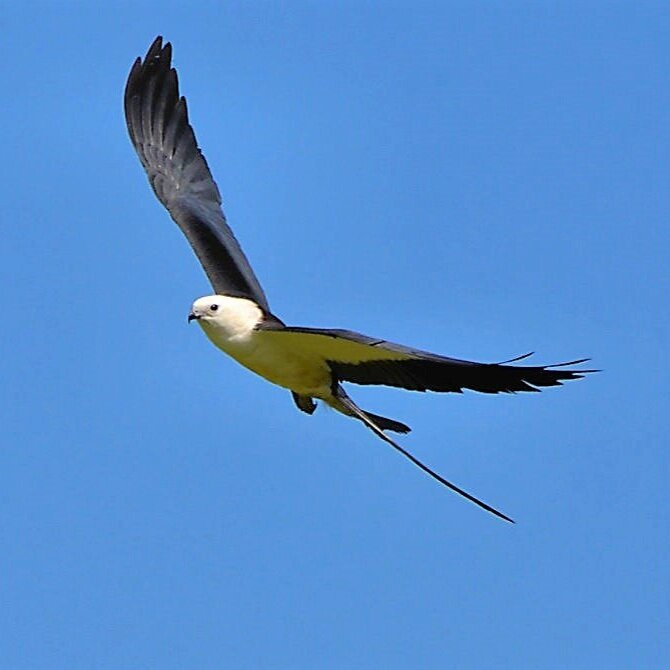 About Raptors - Who's In Florida? | Raptor Center of Tampa Bay — Raptor ...