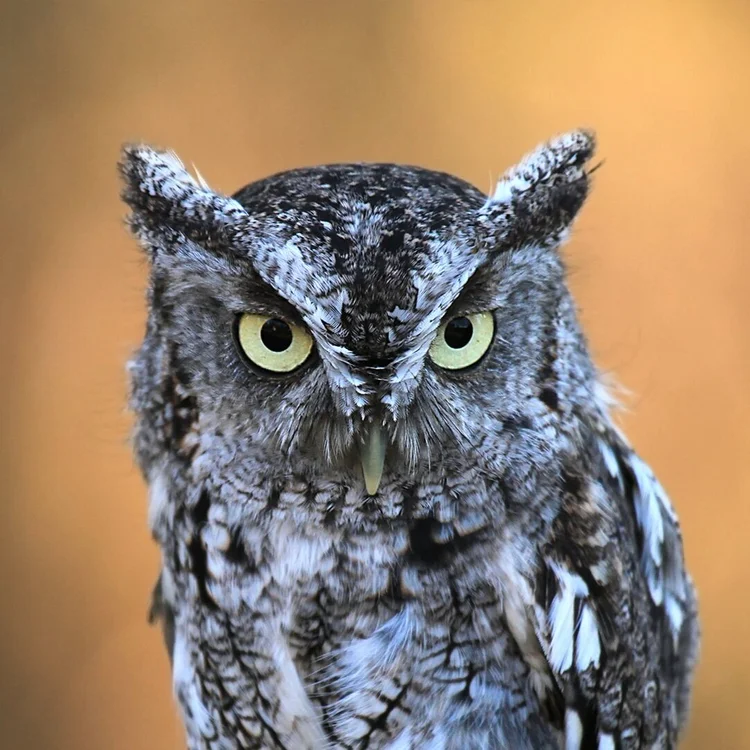 About Raptors - Who's In Florida? | Raptor Center of Tampa Bay — Raptor ...