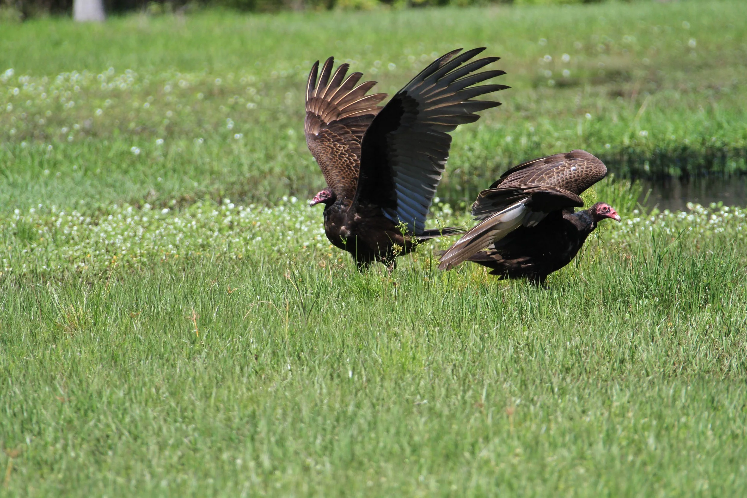 About Raptors - Who's In Florida? | Raptor Center of Tampa Bay — Raptor ...