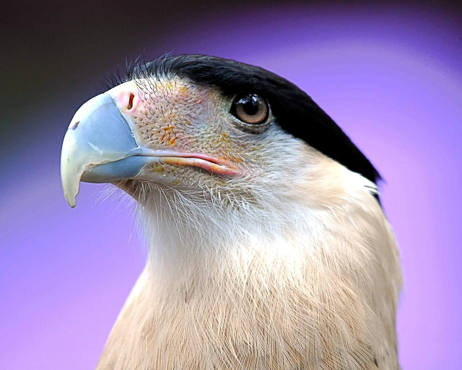 How You Can Help - Adopt A Raptor — Raptor Center of Tampa Bay