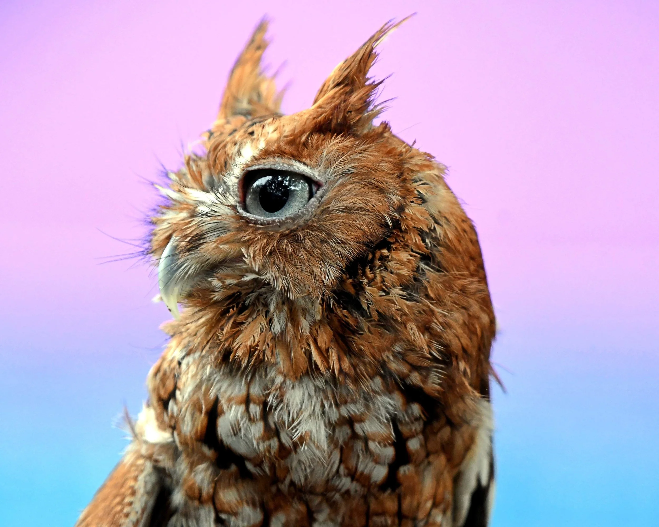 How You Can Help - Adopt A Raptor — Raptor Center of Tampa Bay