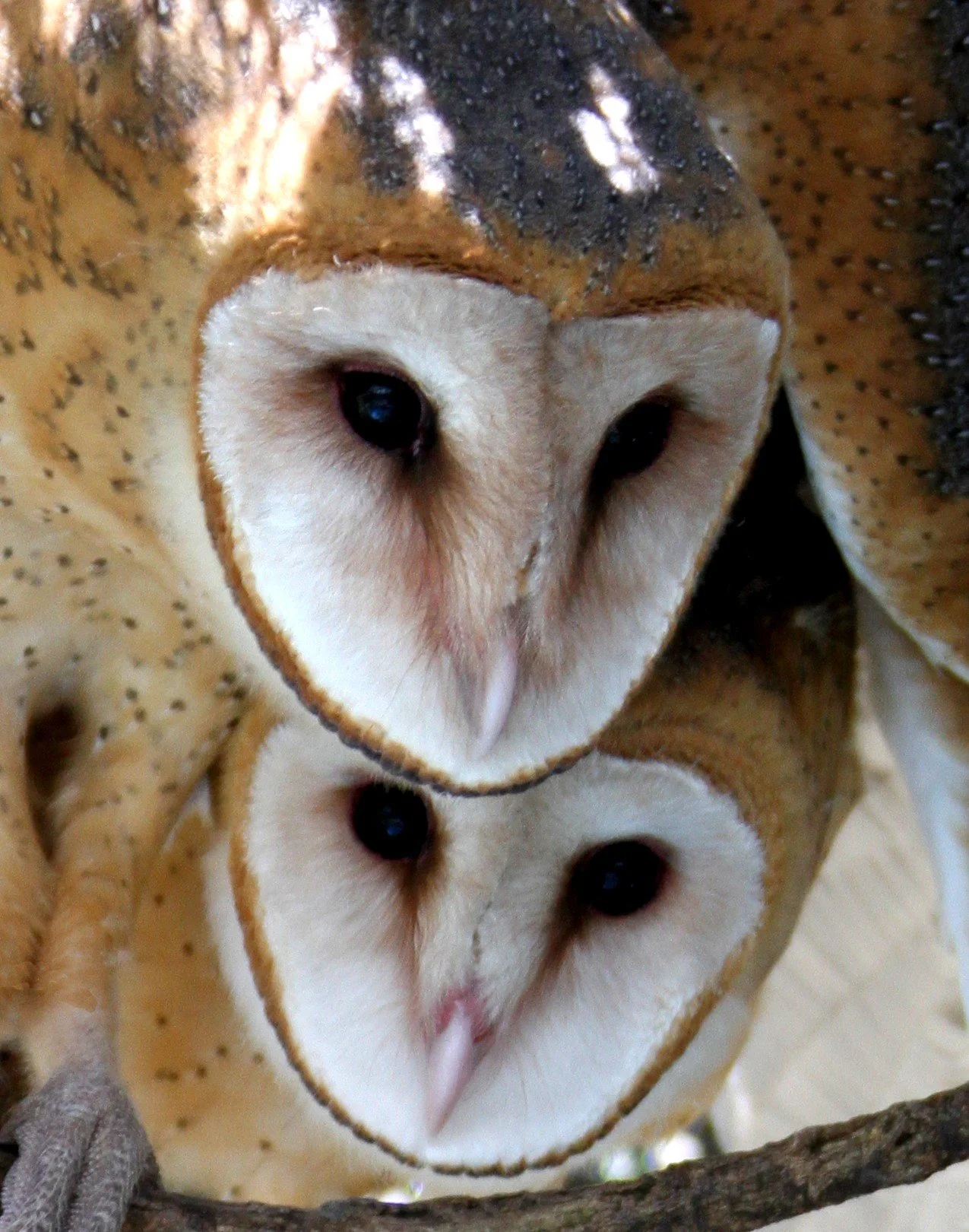 About Raptors - Who's In Florida? | Raptor Center of Tampa Bay — Raptor ...