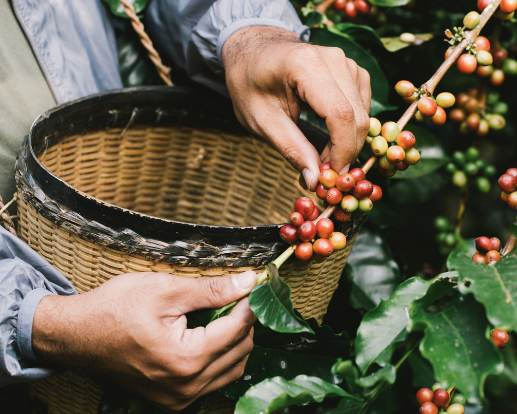 Bloom Fibers - Organic Material Innovation