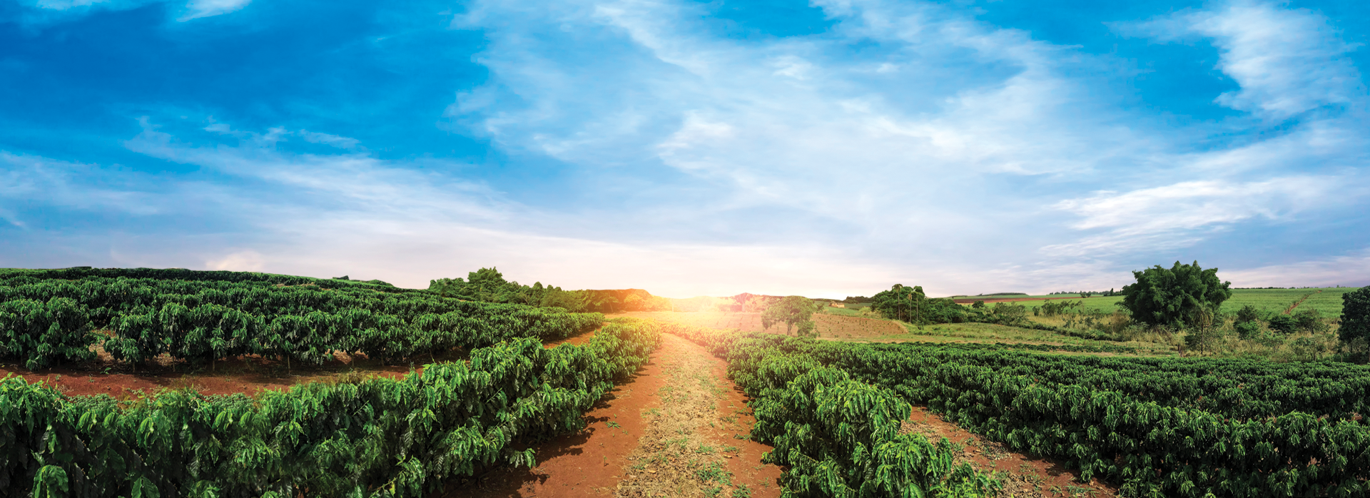 Bloom Fibers - Organic Material Innovation