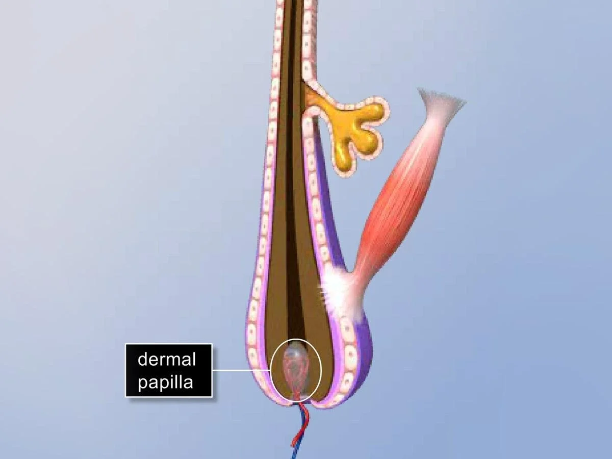Laser Hair Therapy for Hair Loss: How It Works & Its Effectiveness