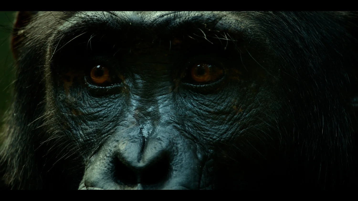 Chimp Empire — Evolutions