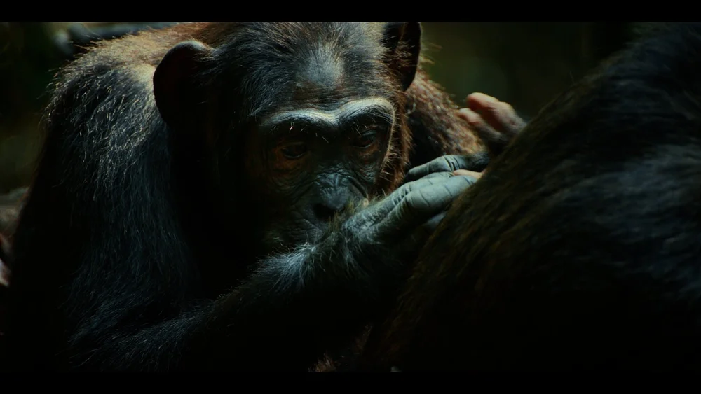 Chimp Empire — Evolutions