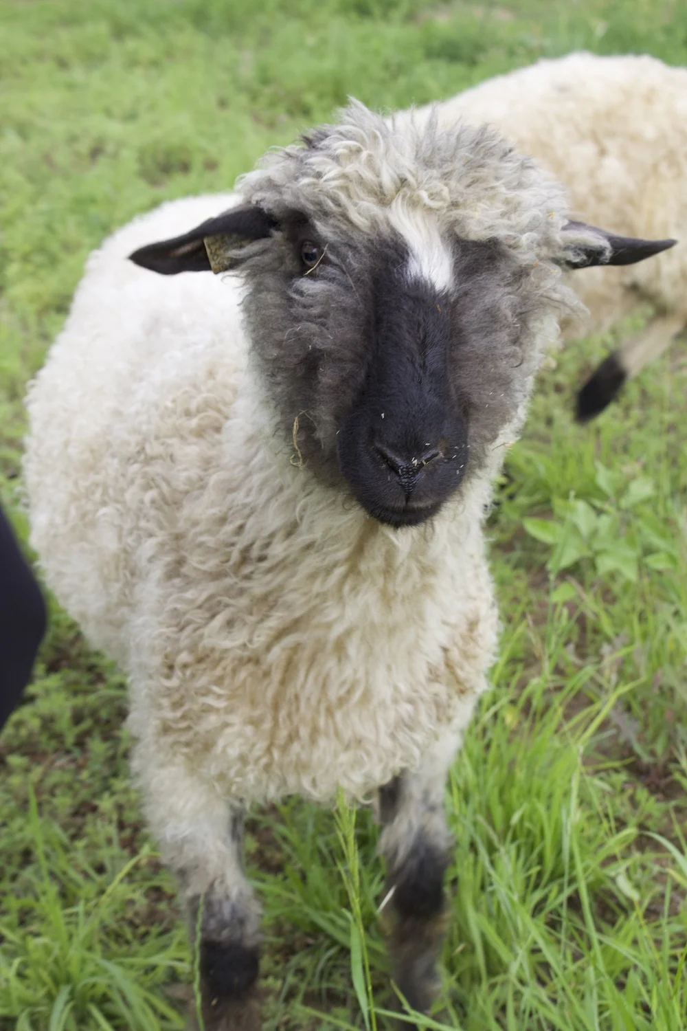 Lil' Buckaroo's Farm