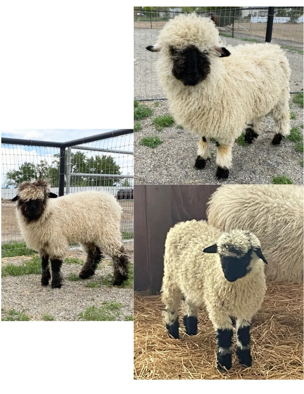 General 1 — Lil' Buckaroo's Farm