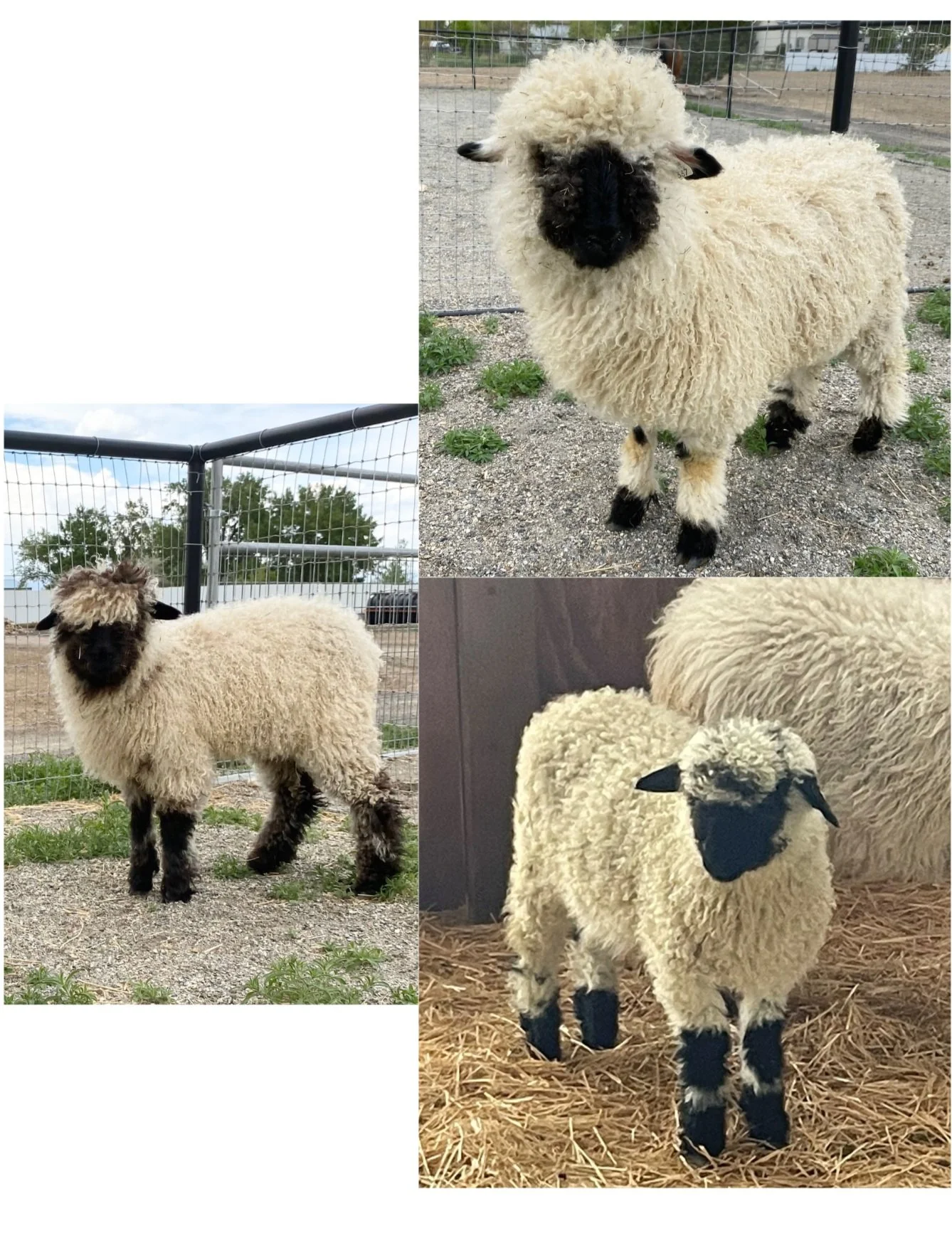 General 1 — Lil' Buckaroo's Farm