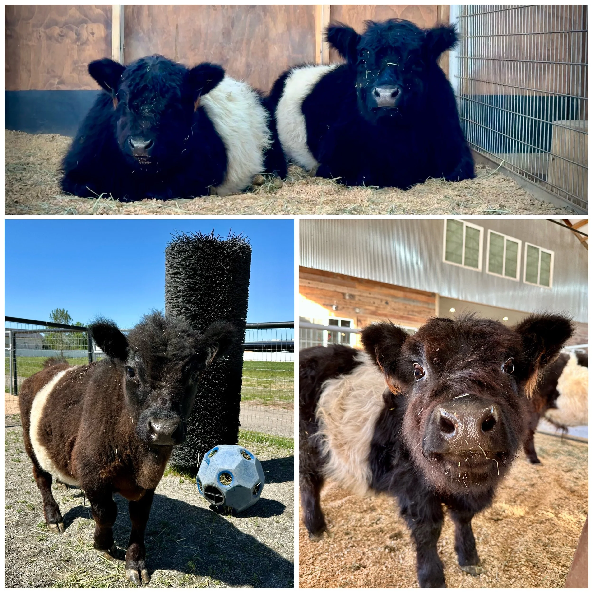 General 1 — Lil' Buckaroo's Farm