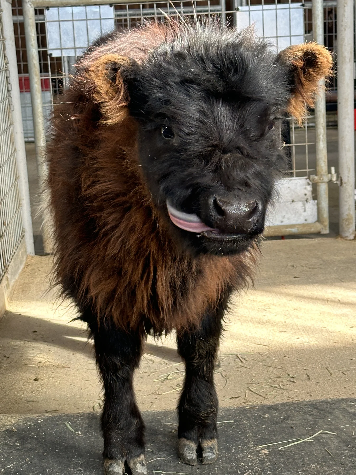 Lil' Buckaroo's Farm