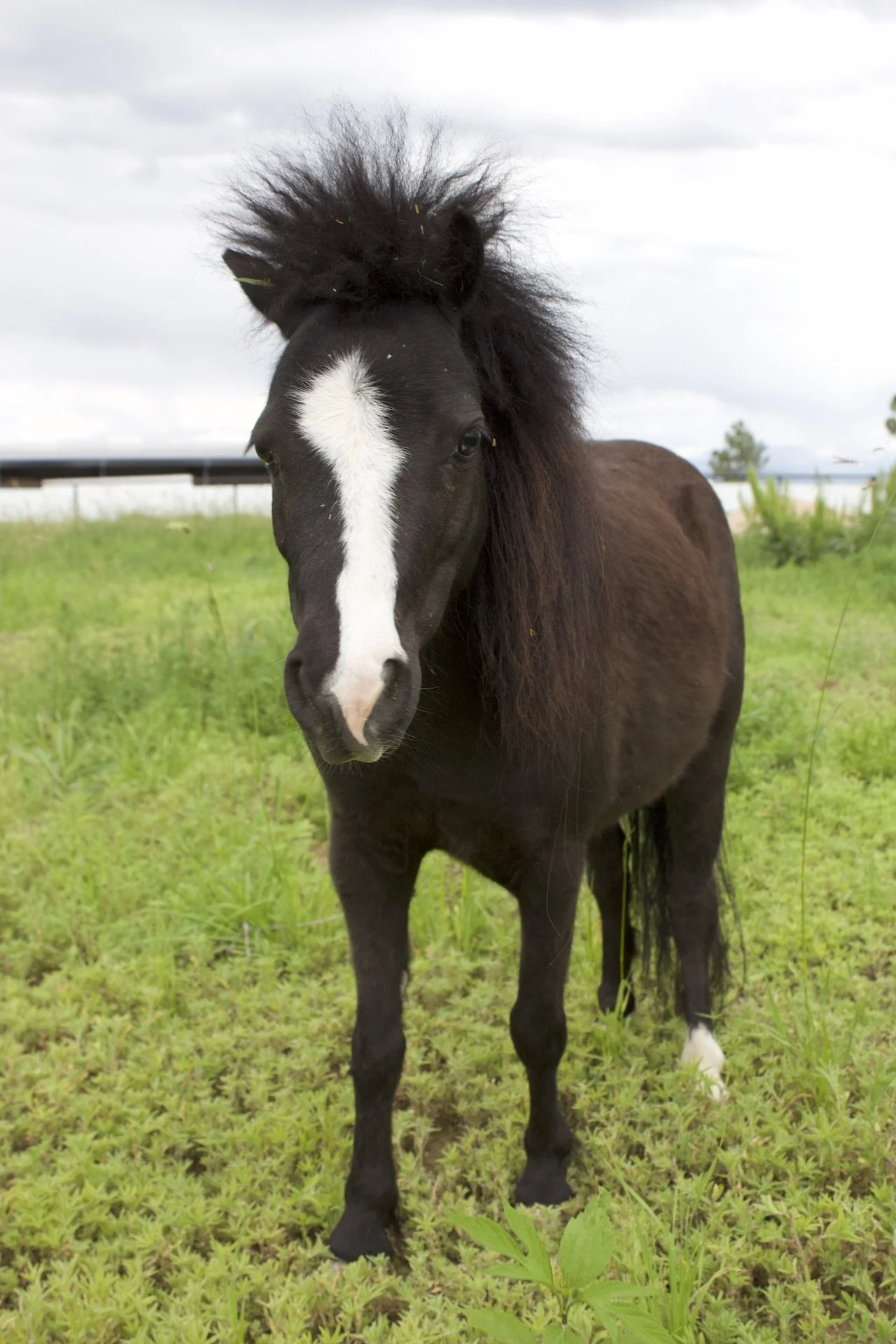 Lil' Buckaroo's Farm