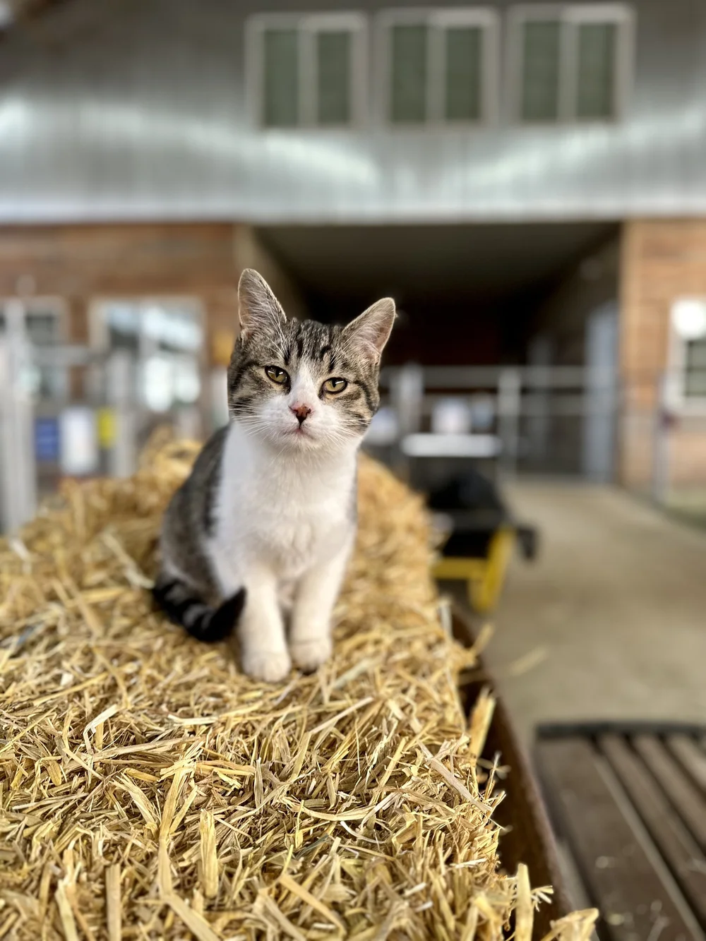 Lil' Buckaroo's Farm