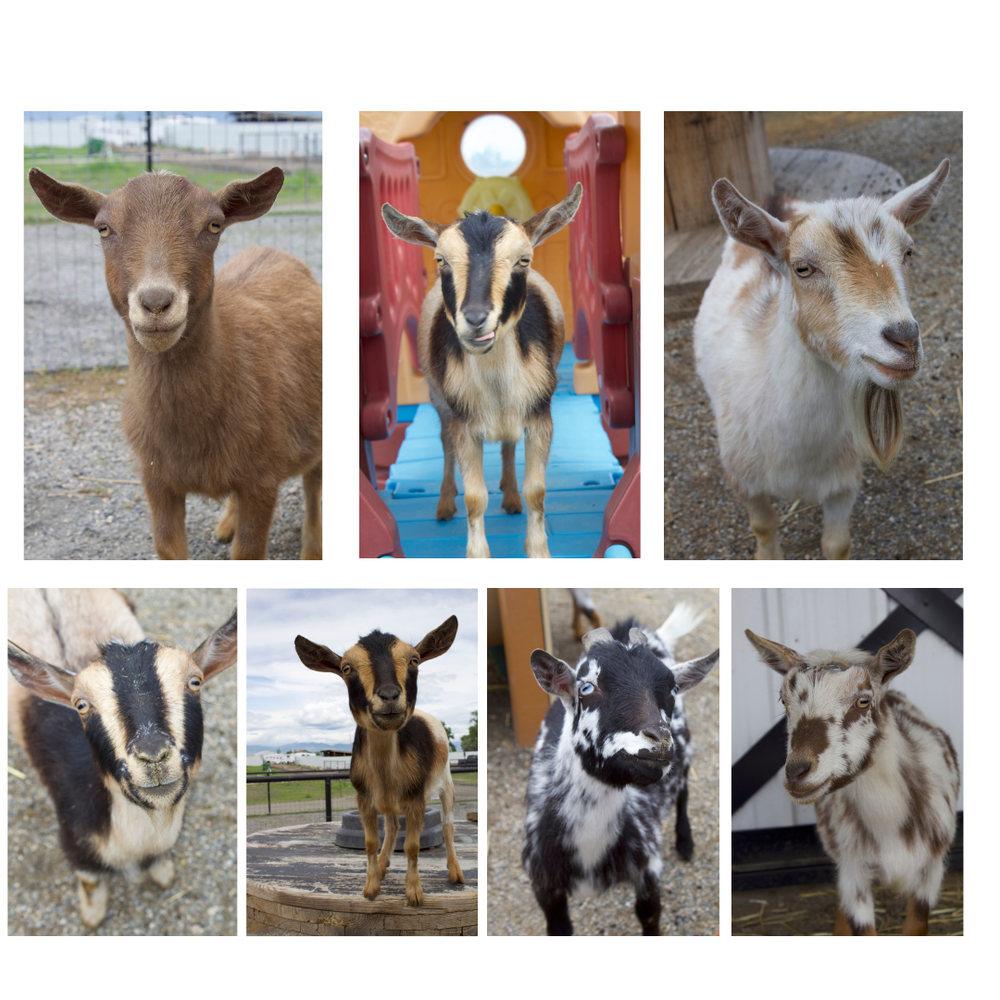 General 1 — Lil' Buckaroo's Farm