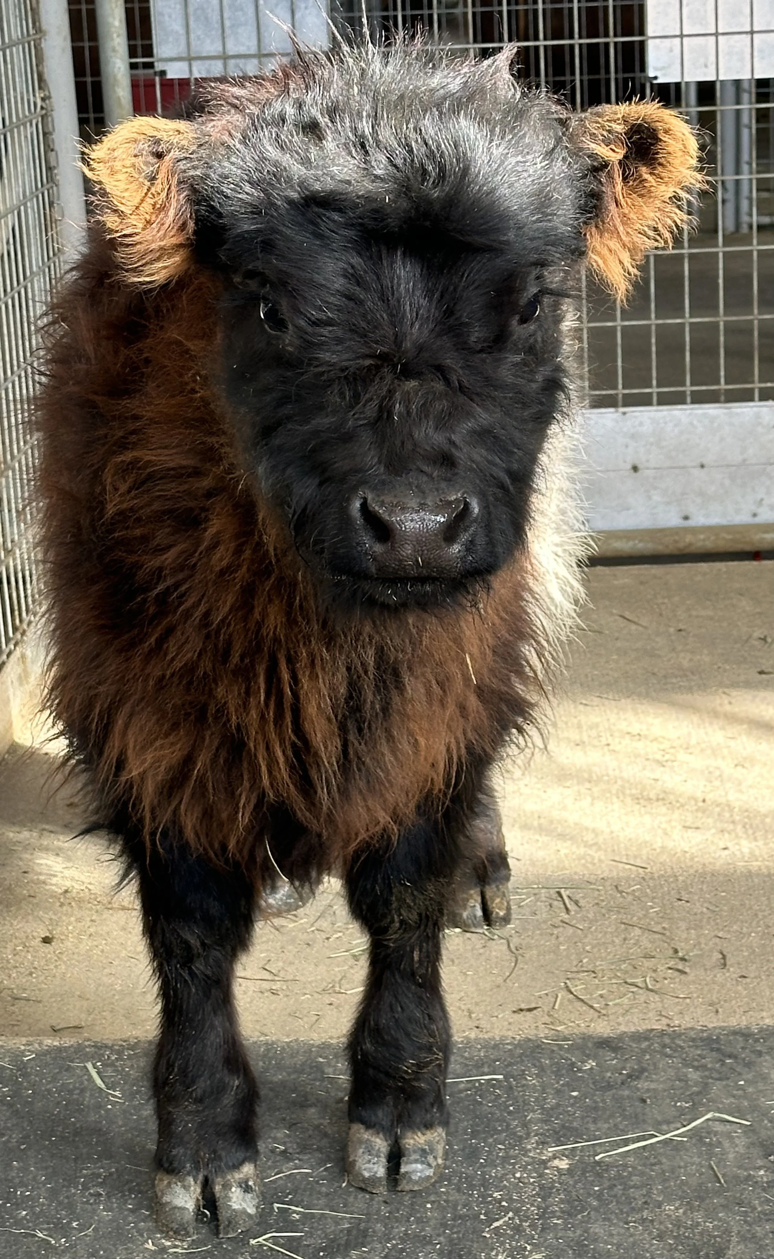 General 1 — Lil' Buckaroo's Farm