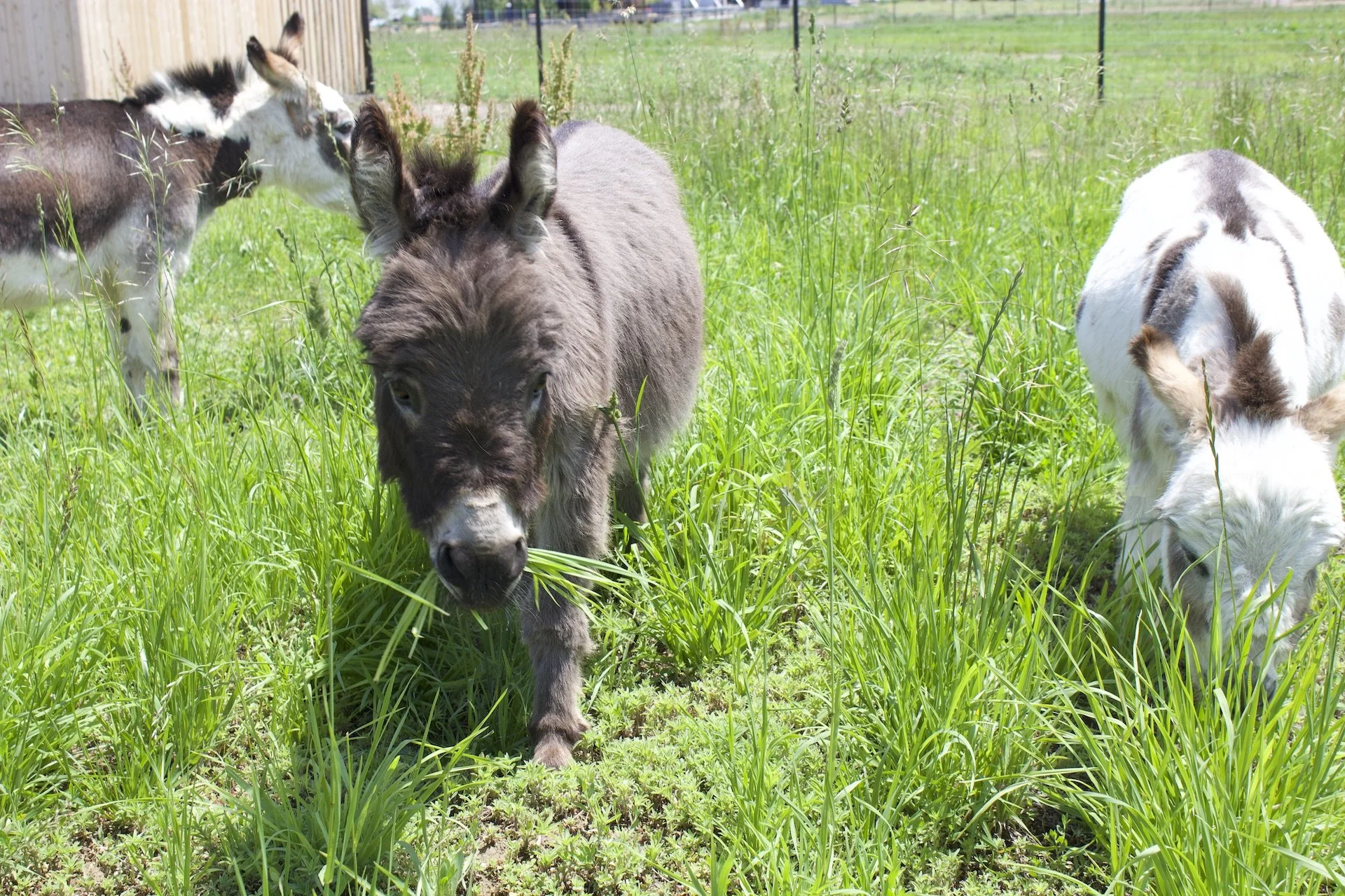 Lil' Buckaroo's Farm