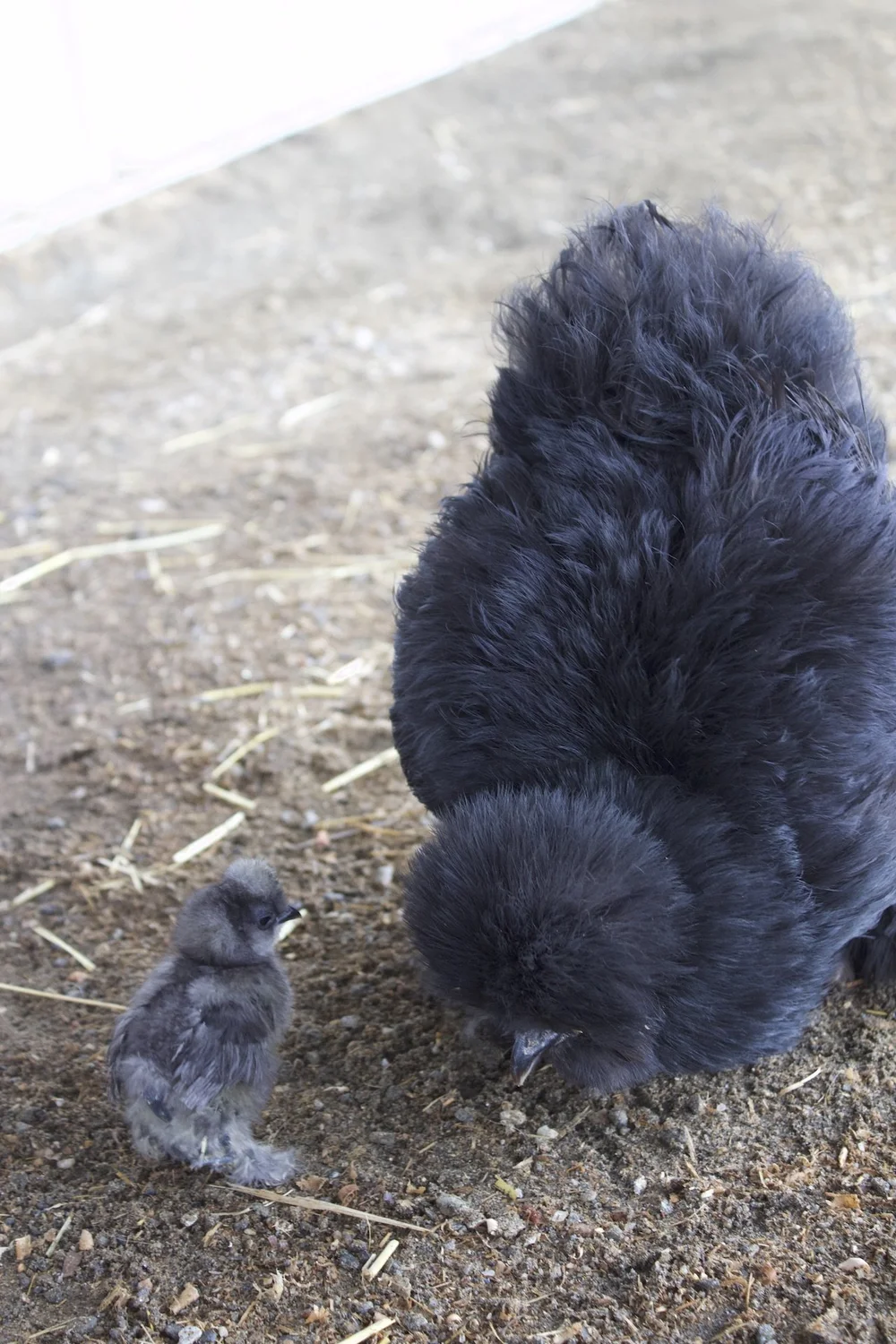 Lil' Buckaroo's Farm