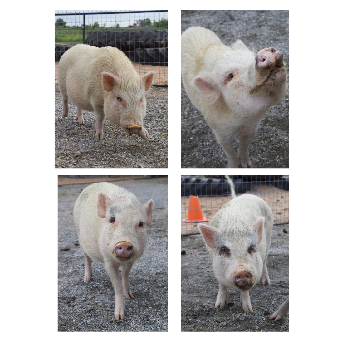 General 1 — Lil' Buckaroo's Farm