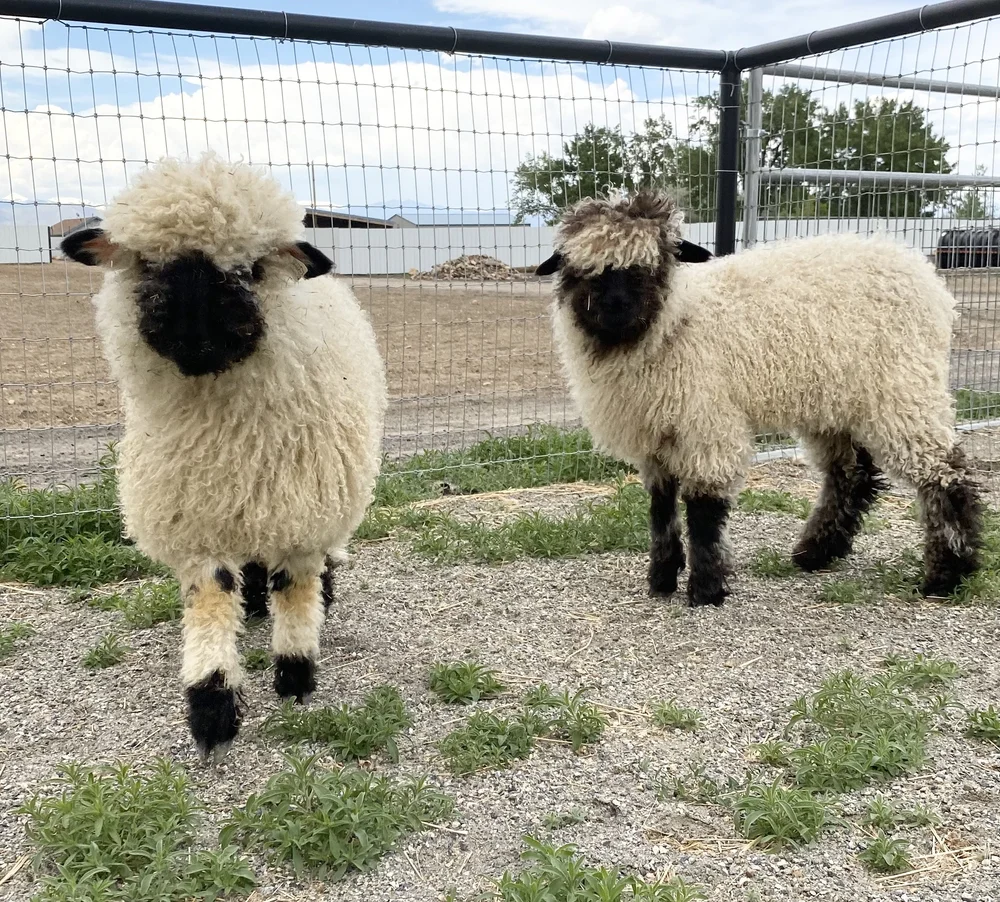 Lil' Buckaroo's Farm