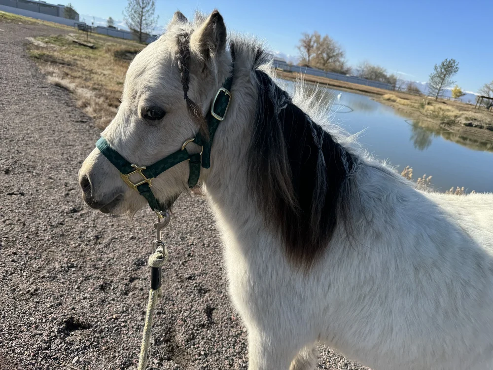 General 1 — Lil' Buckaroo's Farm