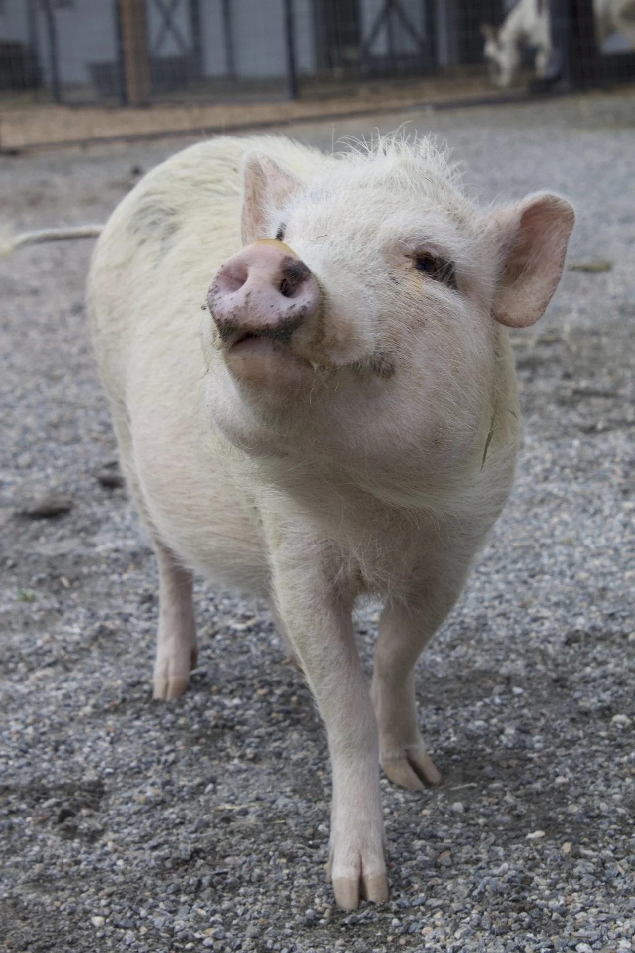 Lil' Buckaroo's Farm