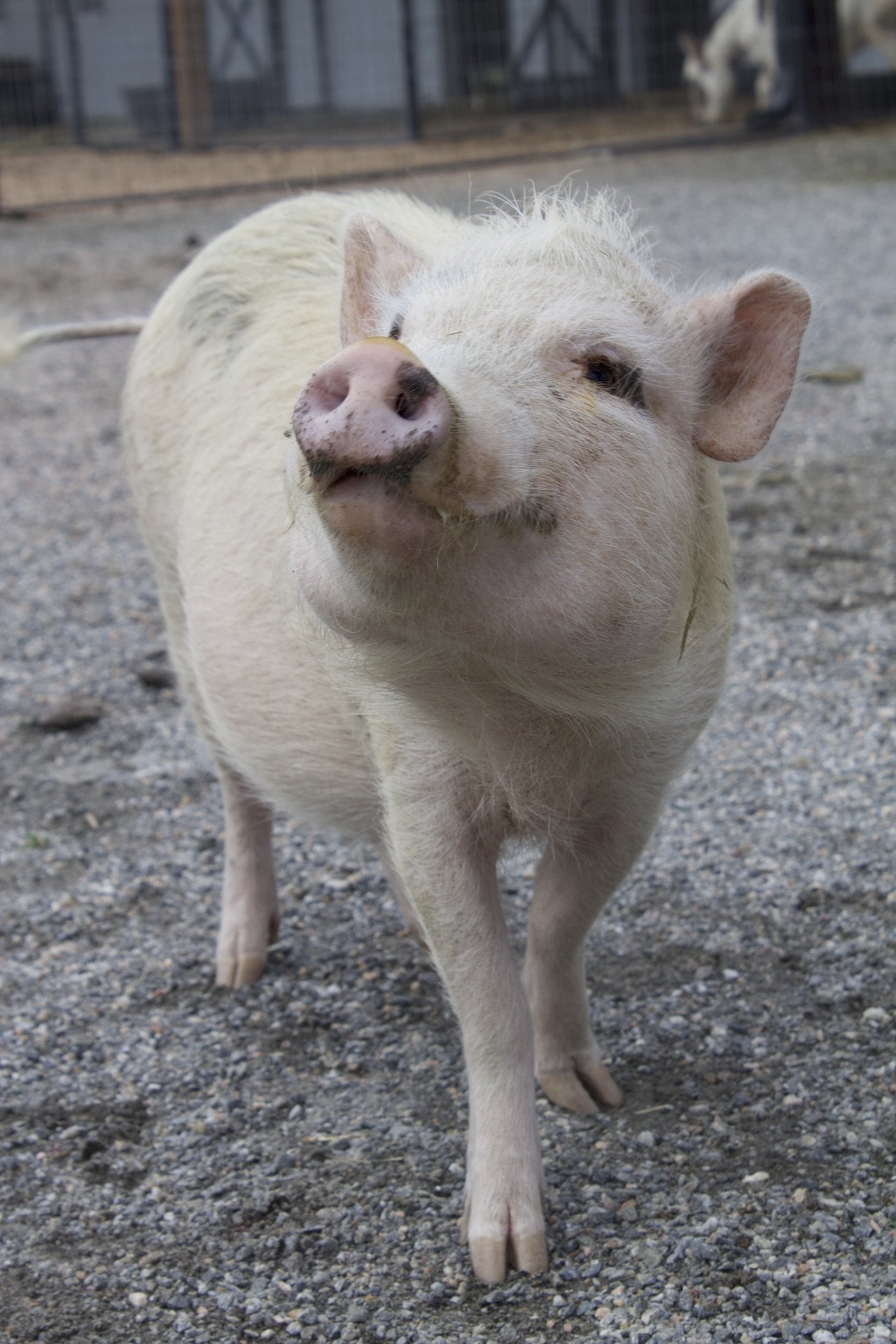 Lil' Buckaroo's Farm