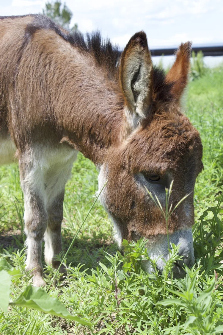 Lil' Buckaroo's Farm