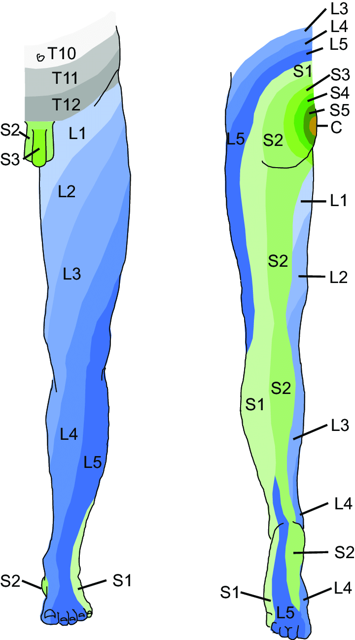 L4-L5/L5-S1 hernia platničky — Alpha Fyzio Alpha Fyzio I Fyzioterapia a ...