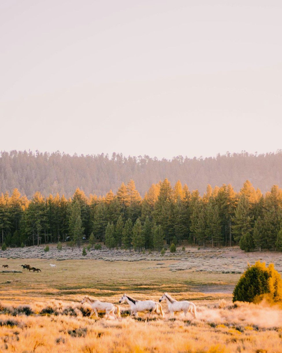 Holcomb Valley Ranch | Camping, Events & Cabin Ownership in Big Bear, CA