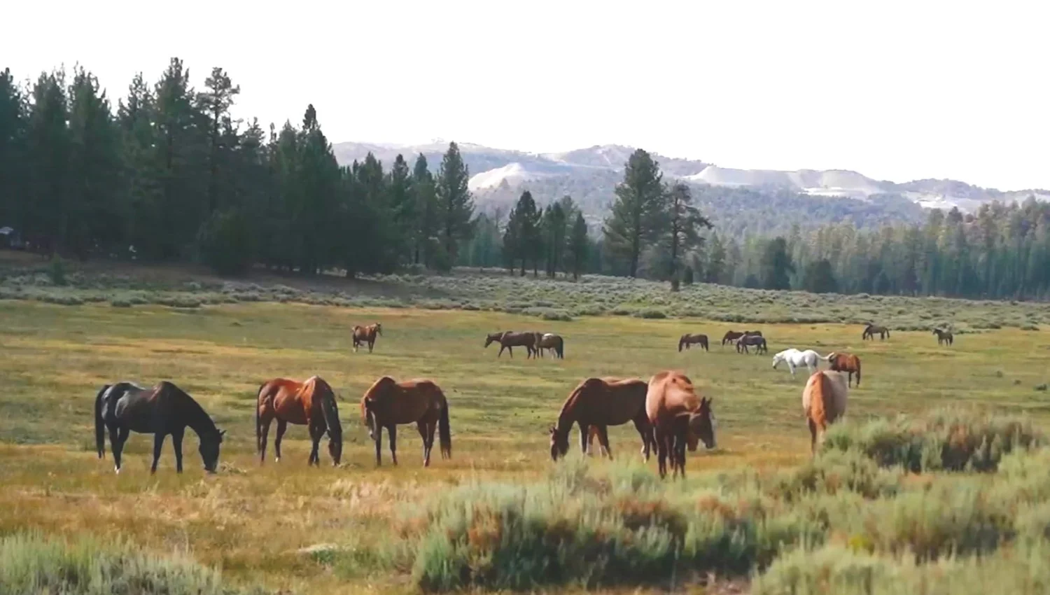 Holcomb Valley Ranch | Camping, Events & Cabin Ownership in Big Bear, CA