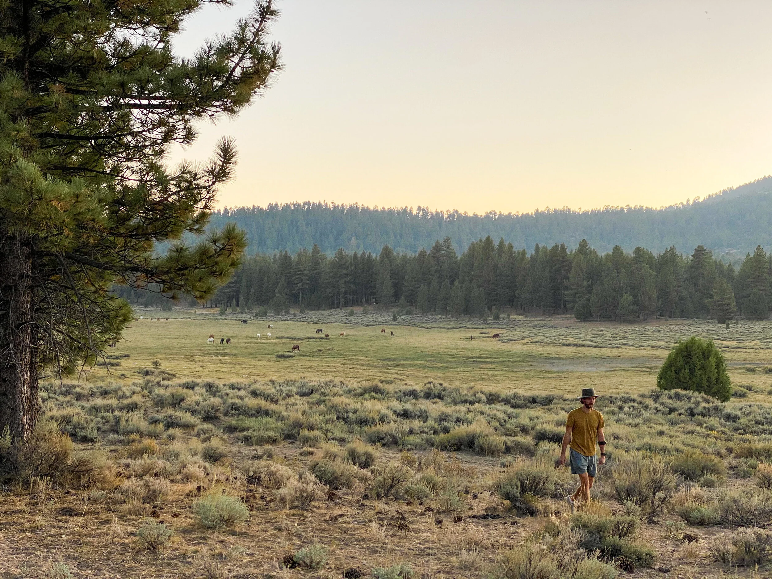 Holcomb Valley Ranch | Spacious Tent & RV Campsites Big Bear, CA