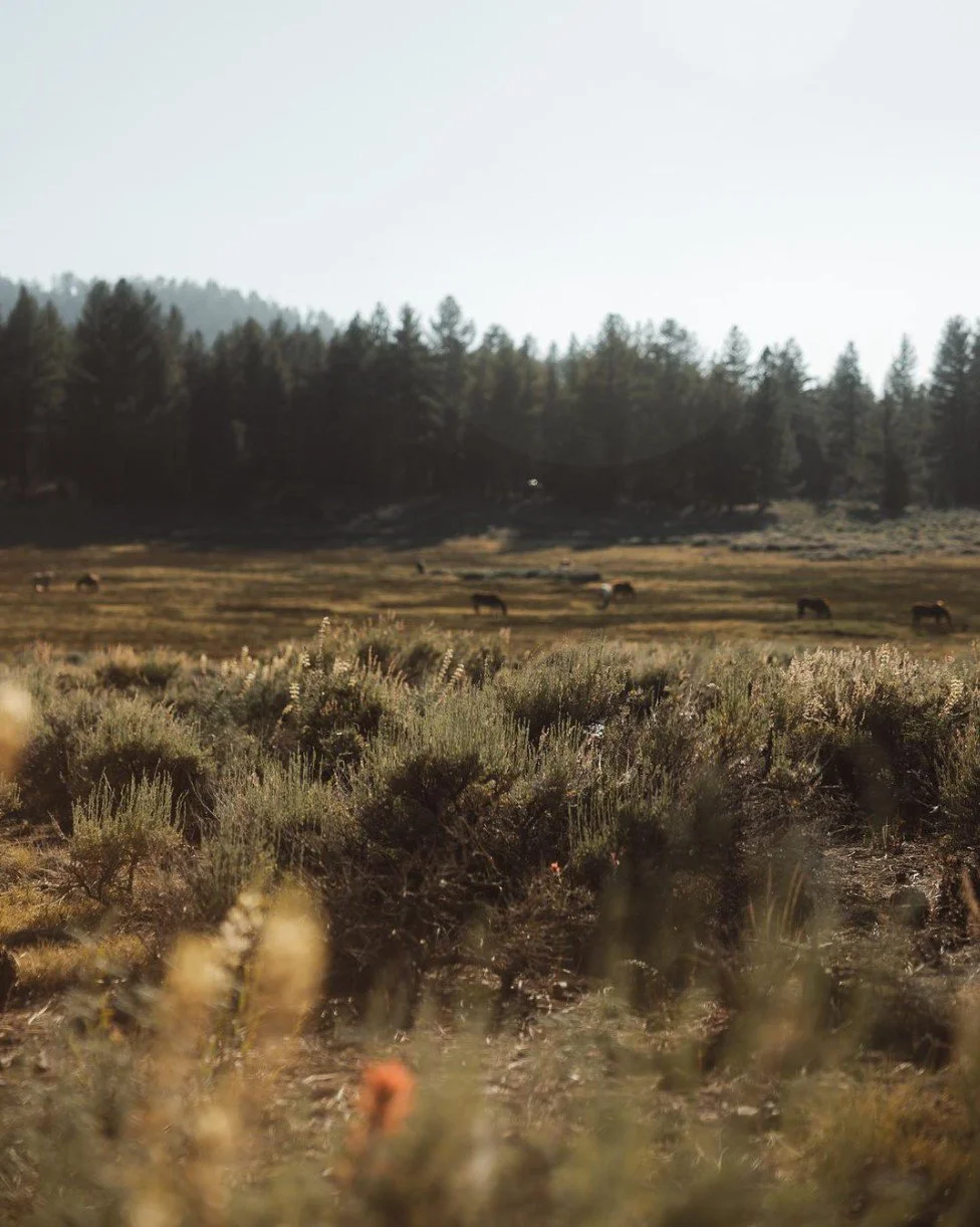 Holcomb Valley Ranch | Camping, Events & Cabin Ownership in Big Bear, CA