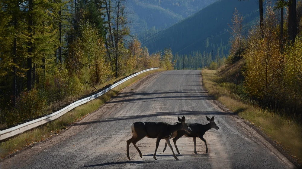 Wildeor Voices: Reducing Wildlife-Vehicle Collisions for the Benefit of ...