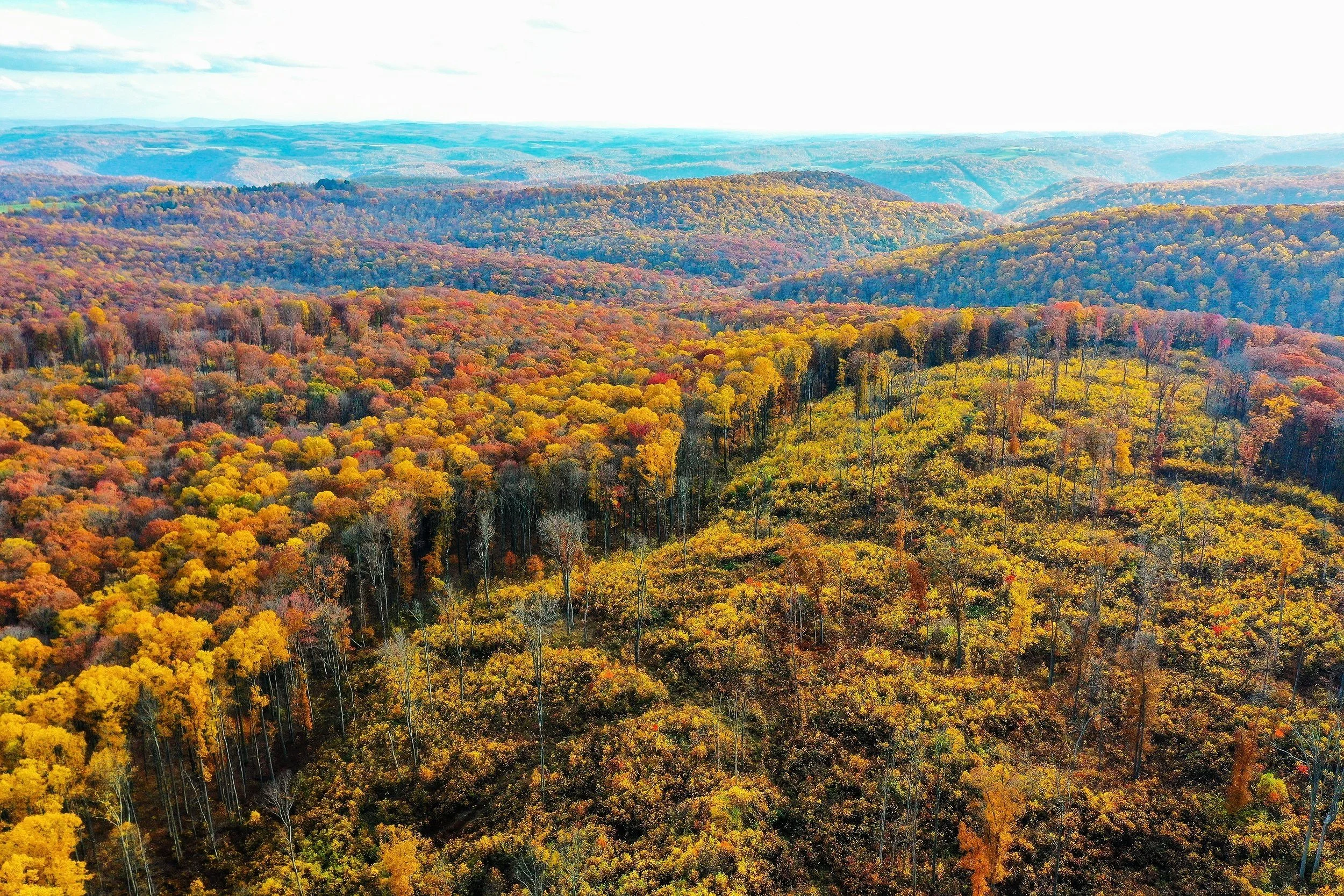 West Virginia Bird's Storymap — Wildlands Network - Biodiversity Conservation + Wildlife Crossings